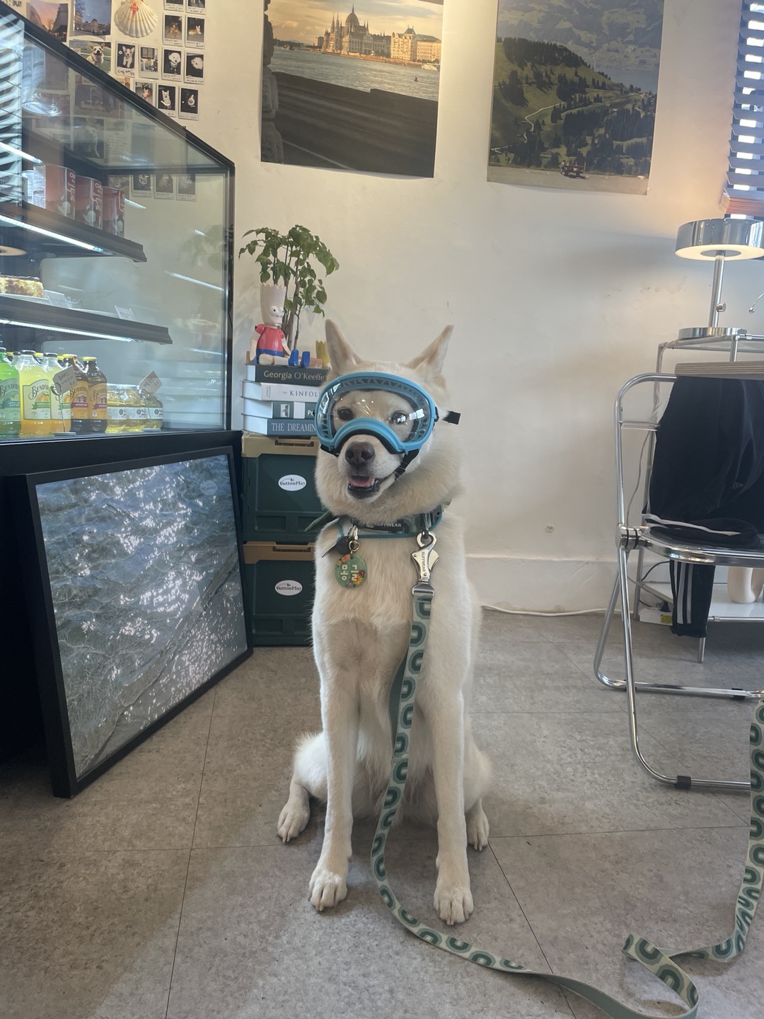 테크니션 이영주 - Veearts Animal Hospital
